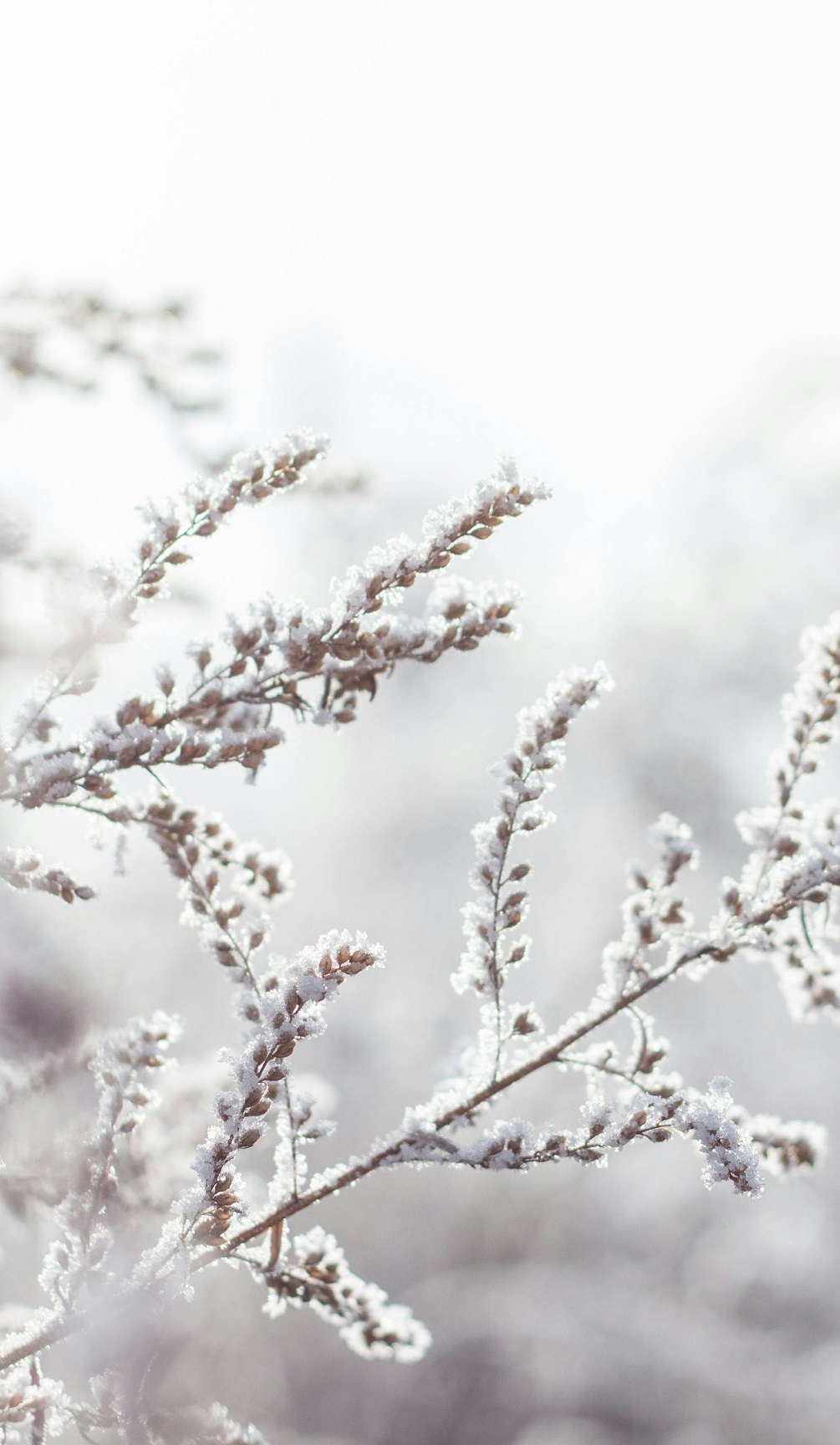 Talvine minimalism - Lõvirahu